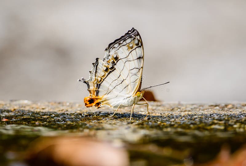 Beautiful the Common Map Butterfly on Nature Background with Sha Stock ...