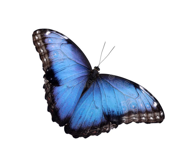 Common Morpho Butterflies Flying in Green Garden Stock Photo - Image of ...