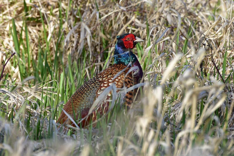 Beautiful common pheasant stock photo. Image of pheasants - 101940922