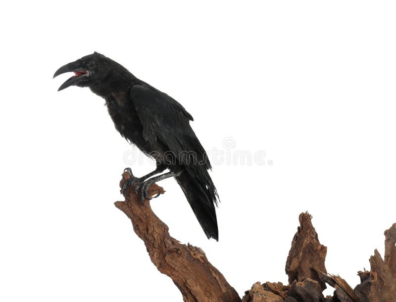 Beautiful Common Raven Perched on Wood Against White Background Stock ...