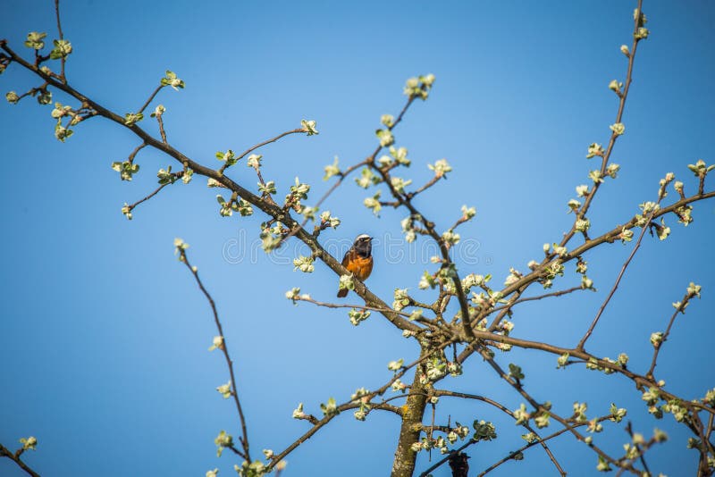 A Beautiful Common Redstart Sitting on the Apple Tree Branch and ...