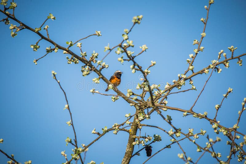 A Beautiful Common Redstart Sitting on the Apple Tree Branch and ...