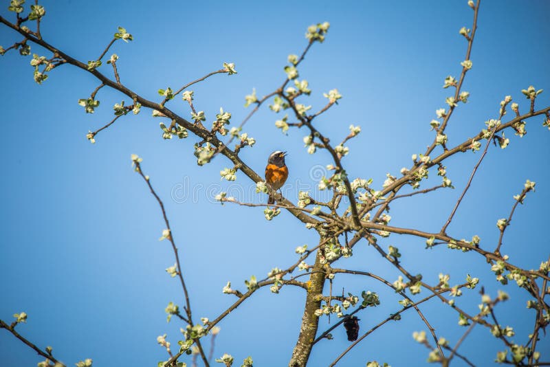 A Beautiful Common Redstart Sitting on the Apple Tree Branch and ...