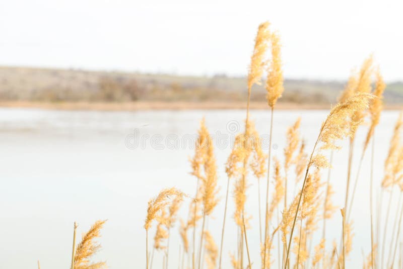 Common Reed on the River Bank Stock Image - Image of spring, lake ...