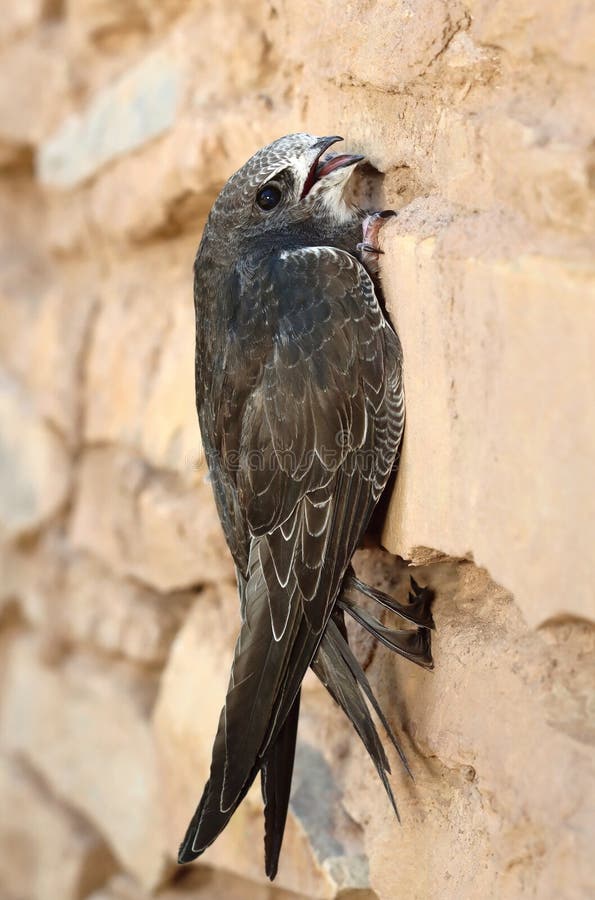 Beautiful Common Swift Bird Wall Sitting Stock Photos - Free & Royalty ...
