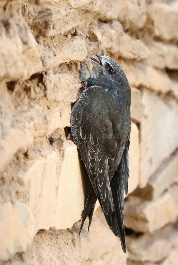 Beautiful Common Swift Bird on Wall Sitting Stock Image - Image of ...