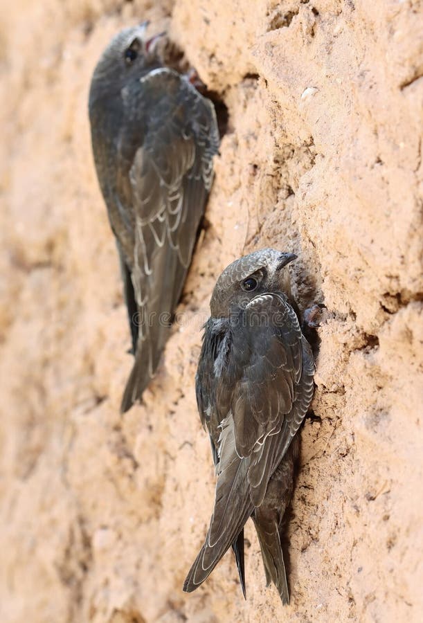 Beautiful Common Swift Bird on Wall Sitting Stock Image - Image of ...