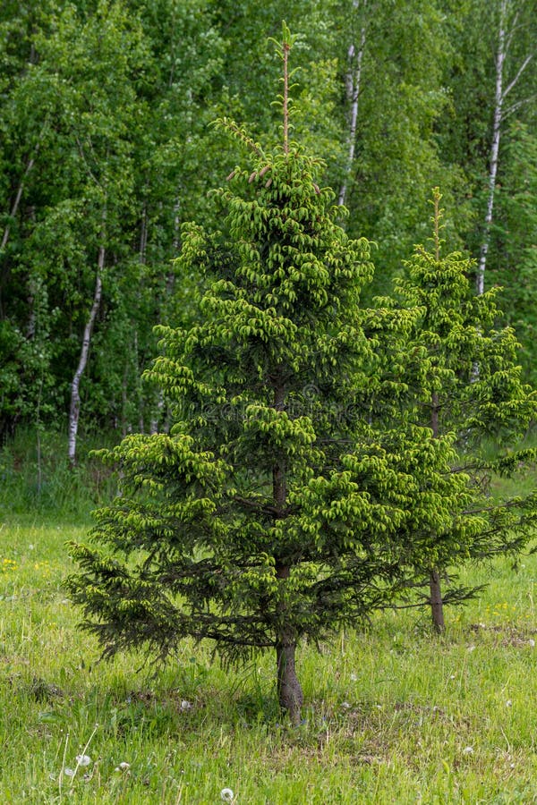 Beautiful Common Young Spruce in the Forest in Spring Stock Photo - Image of tree, branches ...