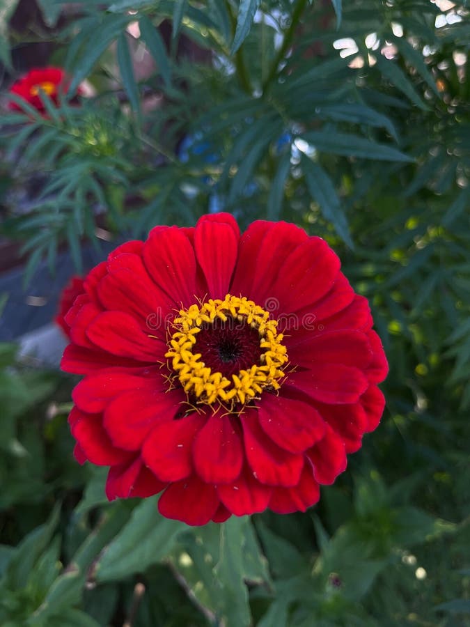 Beautiful Common Zinnia Flower Surrounded by Leaves Stock Photo - Image ...