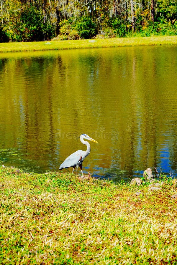 A community pond in spring stock image. Image of garden - 309217225