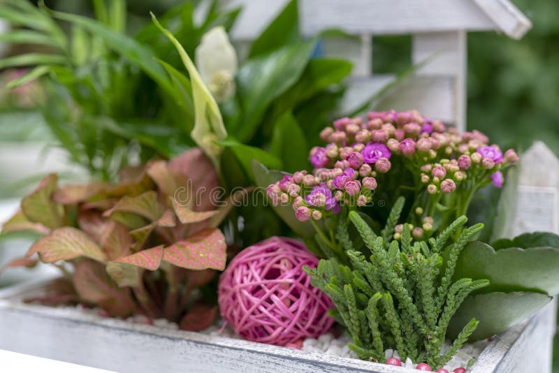 Beautiful Composition of Flowers in a Pot Stock Photo - Image of ...