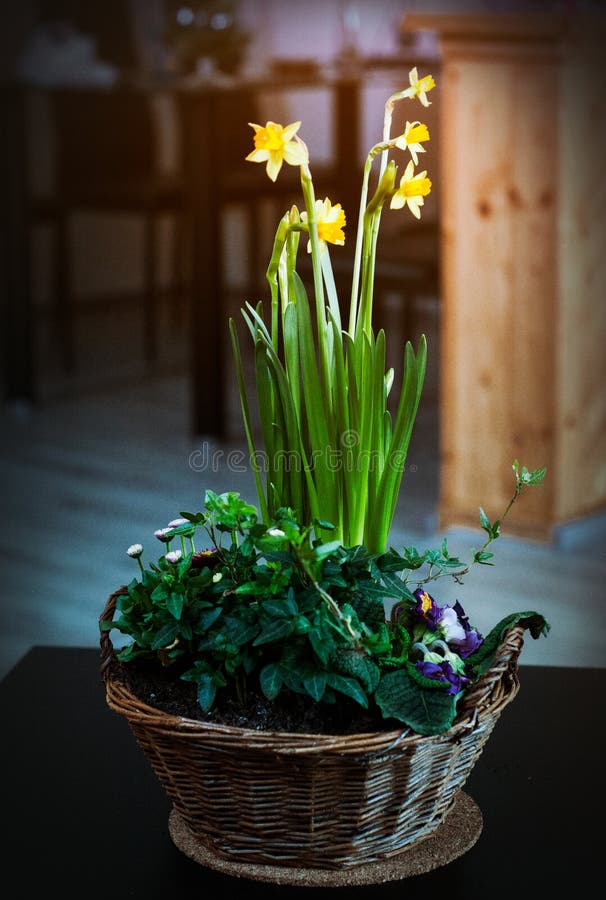 A Beautiful Composition of Spring Flowers with Daffodils and Other ...