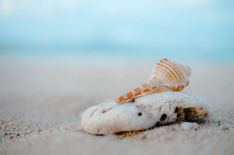 Beautiful Conch Shell on Abstract Background Stock Photo - Image of ...