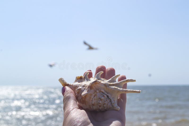 Beautiful Conch Shell on Abstract Background Stock Photo - Image of ...