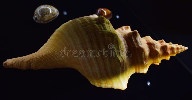 Beautiful Conch Shell on Abstract Background Stock Photo - Image of ...