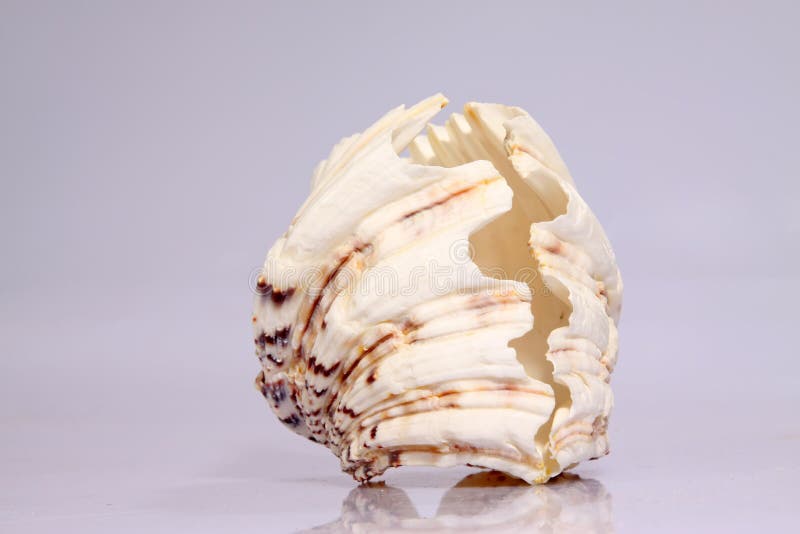 Beautiful Conch Shells Stock Photos - Download 3,017 Royalty Free Photos