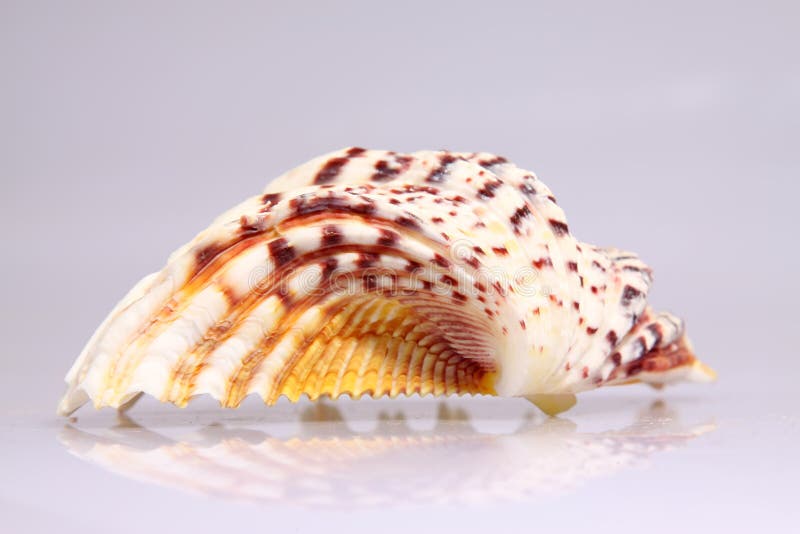 Beautiful Conch Shells Stock Photos - Download 3,017 Royalty Free Photos