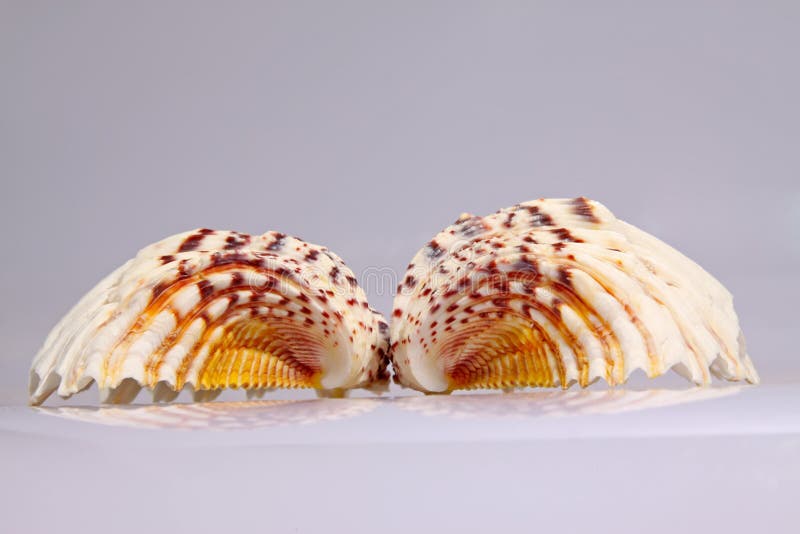Beautiful conch shells stock photo. Image of distorted - 29182154