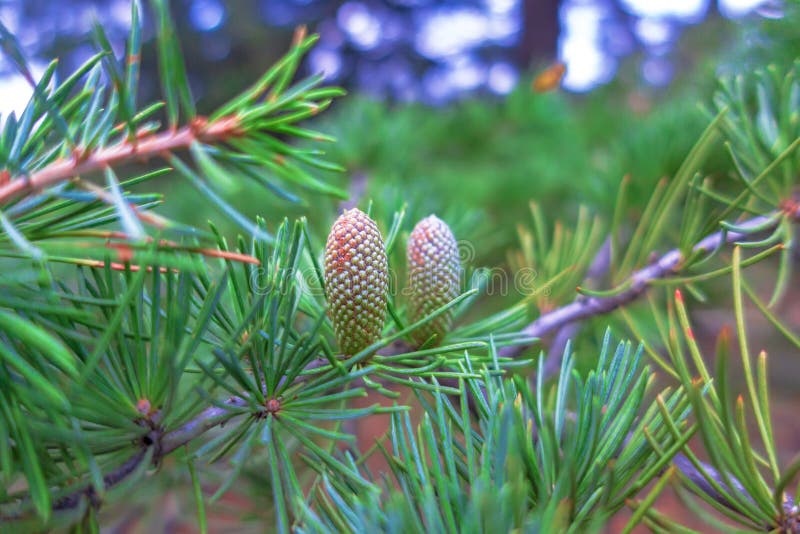 Beautiful Cones on a Coniferous Tree. Long Needles of Coniferous Tree ...
