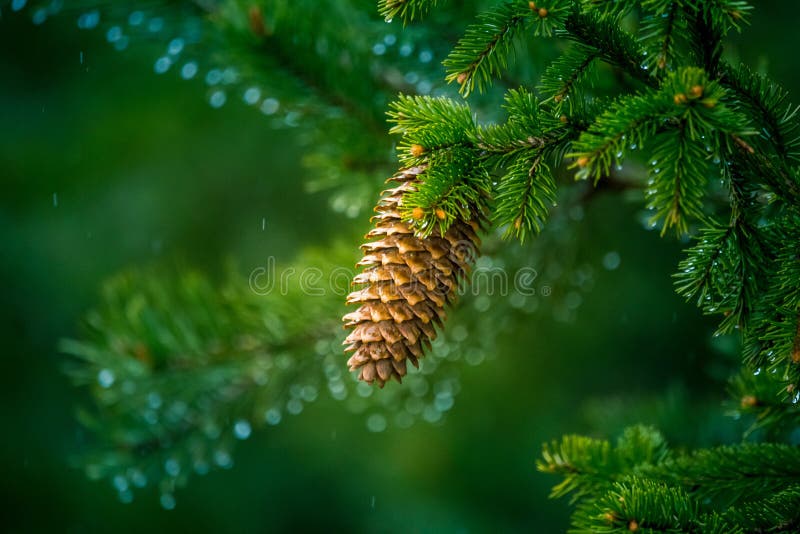A Beautiful Conifer Tree in the Spring. Spikes and Branches of Spruce ...