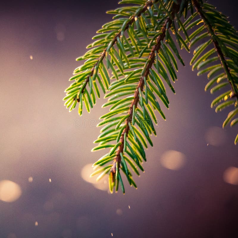 A Beautiful Conifer Tree in the Spring. Spikes and Branches of Spruce ...