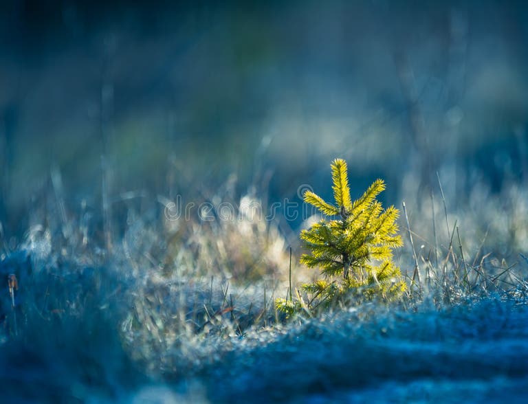 A Beautiful Conifer Tree in the Spring. Spikes and Branches of Spruce ...