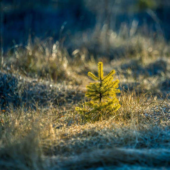 A Beautiful Conifer Tree in the Spring. Spikes and Branches of Spruce ...