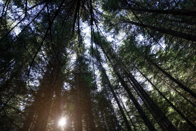 Beautiful Conifer Trees in Forest, Bottom View Stock Photo - Image of ...