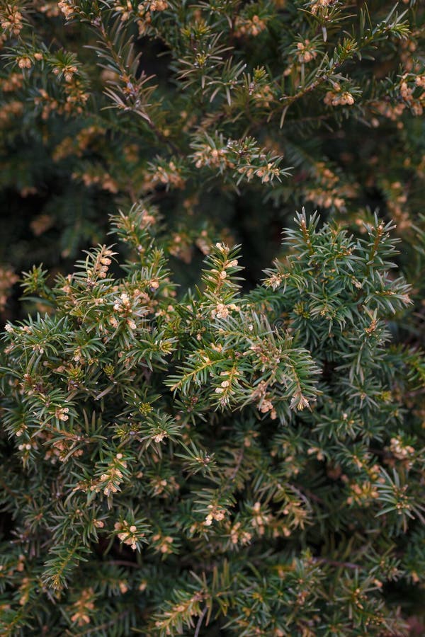 Beautiful Coniferous Bush Branches with Many Tiny Brown Cones. Close Up ...