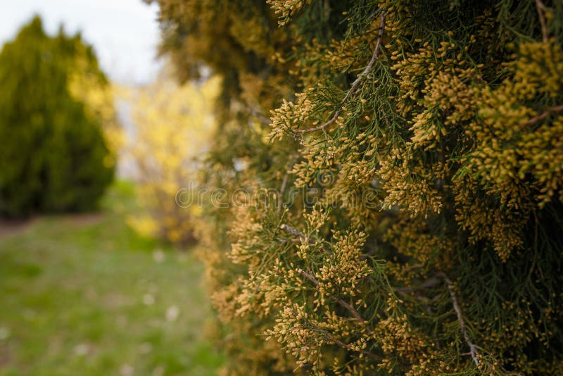Beautiful Coniferous Bush Branches with Many Tiny Brown Cones. Soft ...
