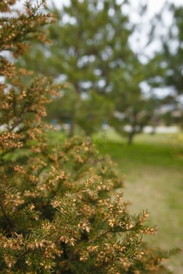 Beautiful Coniferous Bush Branches with Many Tiny Brown Cones. Soft ...