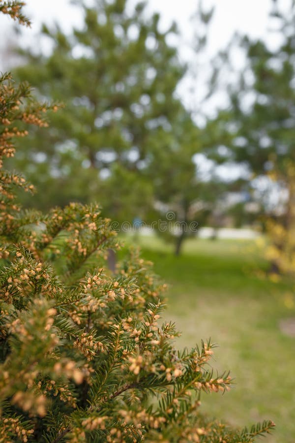 Beautiful Coniferous Bush Branches with Many Tiny Brown Cones. Soft ...