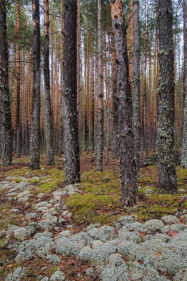 Beautiful Coniferous Forest and Moss in Spring Stock Photo - Image of ...