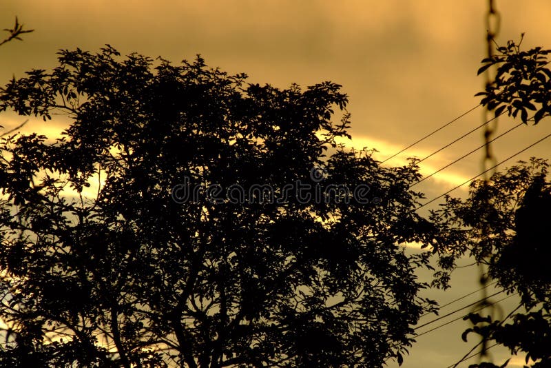 Dark tree on the sunset stock image. Image of cores, beauty - 99638139