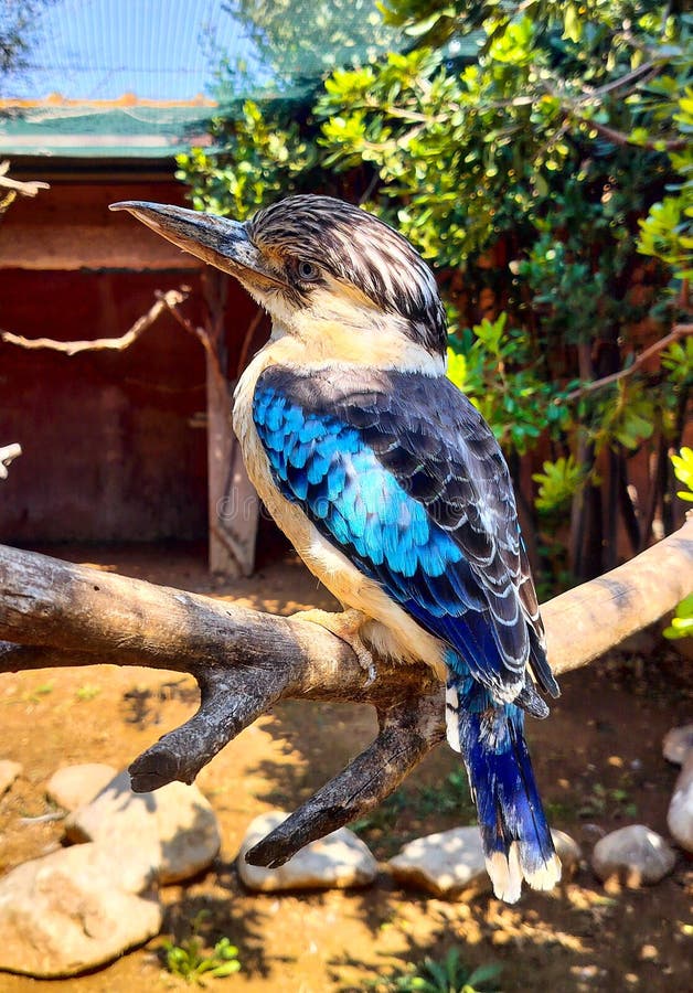 A Beautiful Cookaburra Bird Posing in the Zoo Stock Image - Image of ...
