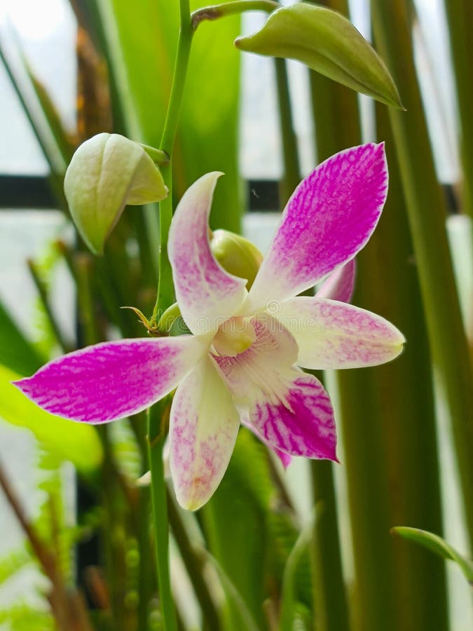 White Cooktown Orchid or Mauve Butterfly Orchid Stock Image - Image of ...