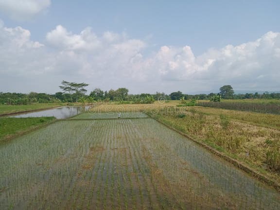 Beautiful and Cool Rice Fields Ini Central Java, Indonesia Stock Photo ...