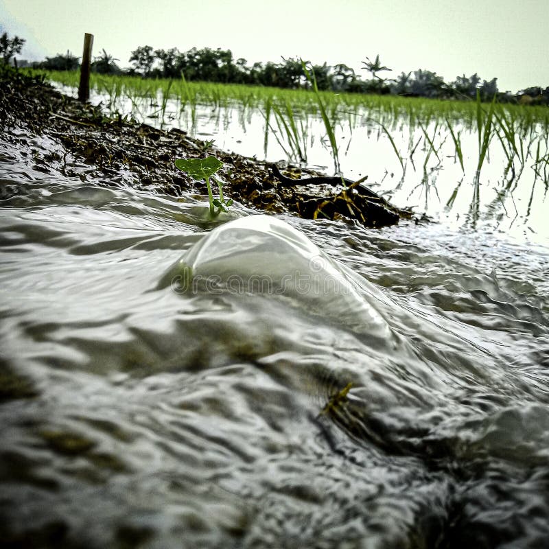 Beautiful and Cool Rice Fields Stock Photo - Image of cool, river ...