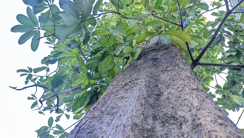 Beautiful and cool tree stock photo. Image of tree, beautiful - 373263174