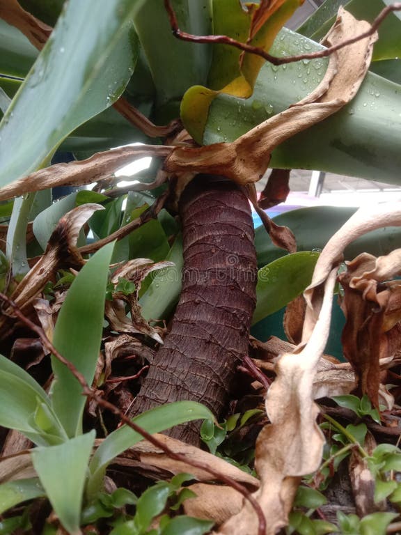 This Beautiful Cool Tree Comes from Indonesia Stock Photo - Image of ...
