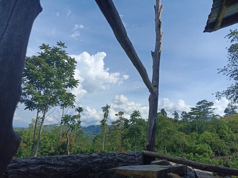 Cool Trees in Every Company Stock Photo - Image of company, hope: 263211204