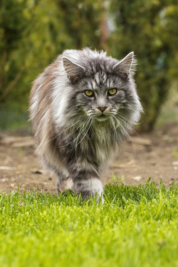 Beautiful mein coon stock photo. Image of carnivore - 114618490
