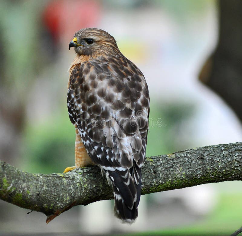 Beautiful Coopers Hawk on Tree Limb.. Editorial Photography - Image of ...