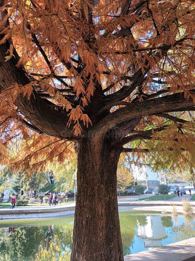 The Beautiful Copper Tree in Front of the Lake Park Stock Photo - Image ...