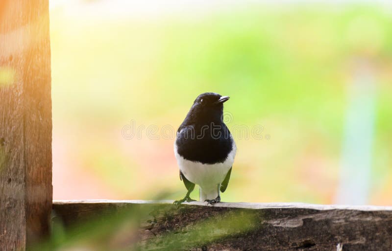 Beautiful Copsychus Saularis Stock Image - Image of black, animal ...