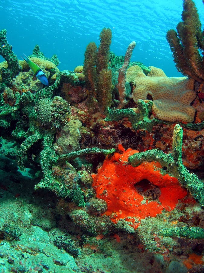 Beautiful Coral stock image. Image of brain, outdoors - 15479179