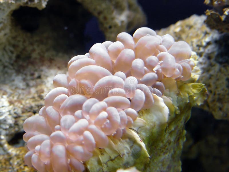 Beautiful coral stock image. Image of marine, colorful - 2197757