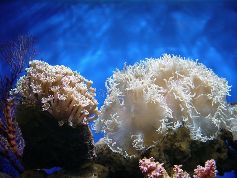 Beautiful coral stock image. Image of marine, colorful - 2197757