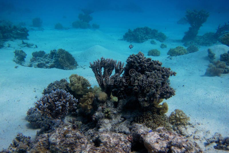 Fan Coral Base stock image. Image of water, marine, mound - 14619495