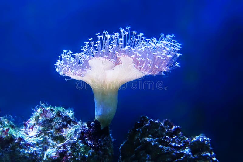 Beautiful Coral on a Blue Background. Coral Polyp Colony Skeleton ...